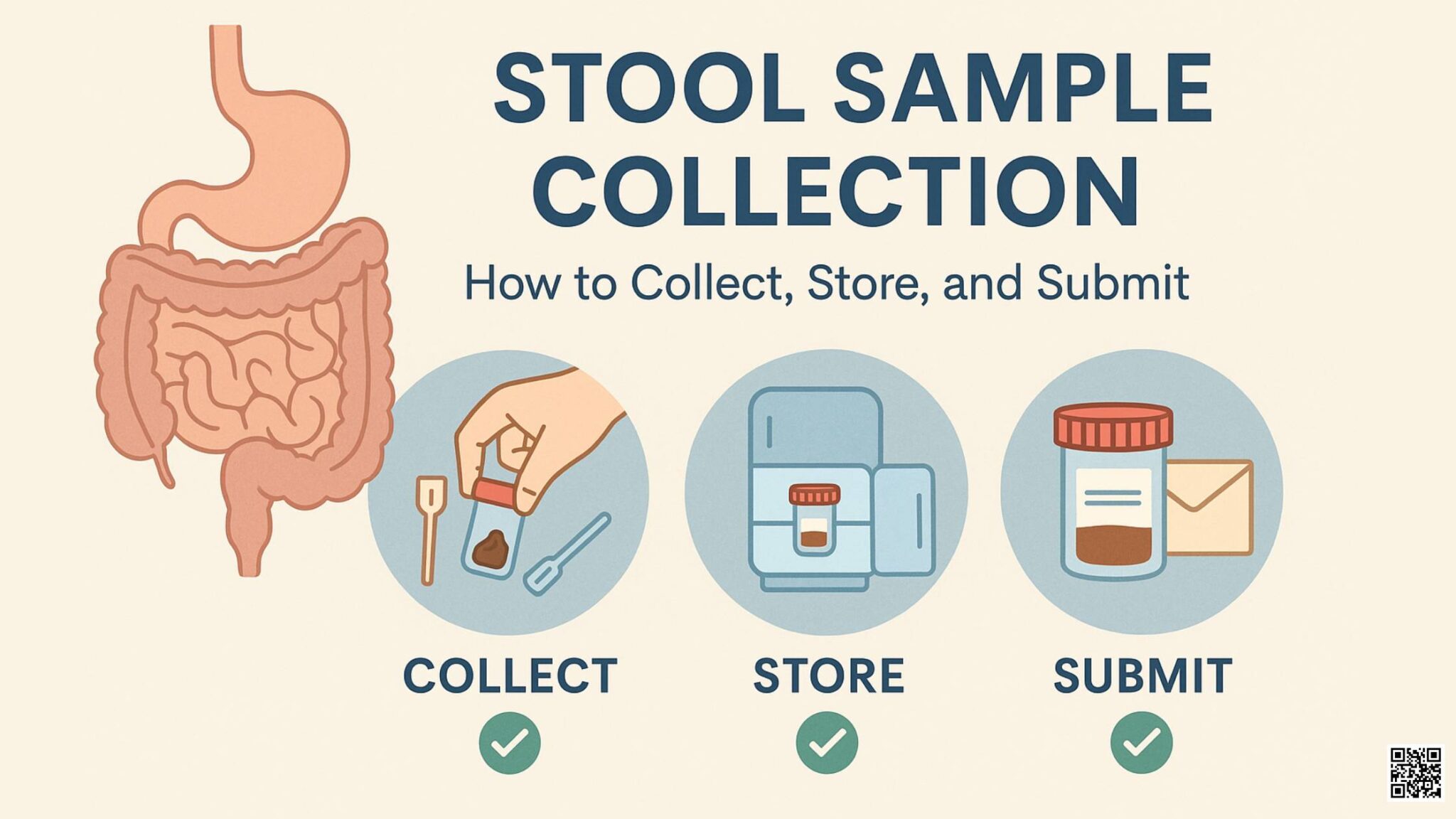 How To Collect Store And Submit A Stool Sample Correctly